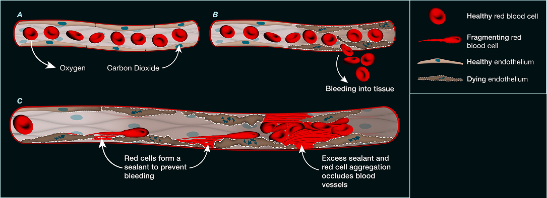 ThromBio